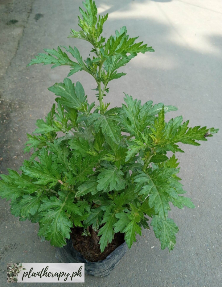 Damong Maria (Herb Plant) - Free pot and white pebbles | Lazada PH