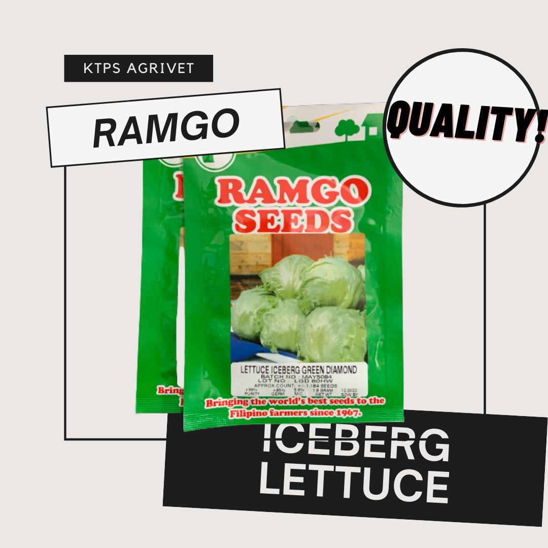 ICEBERG LETTUCE SACHET RAMGO | Lazada PH