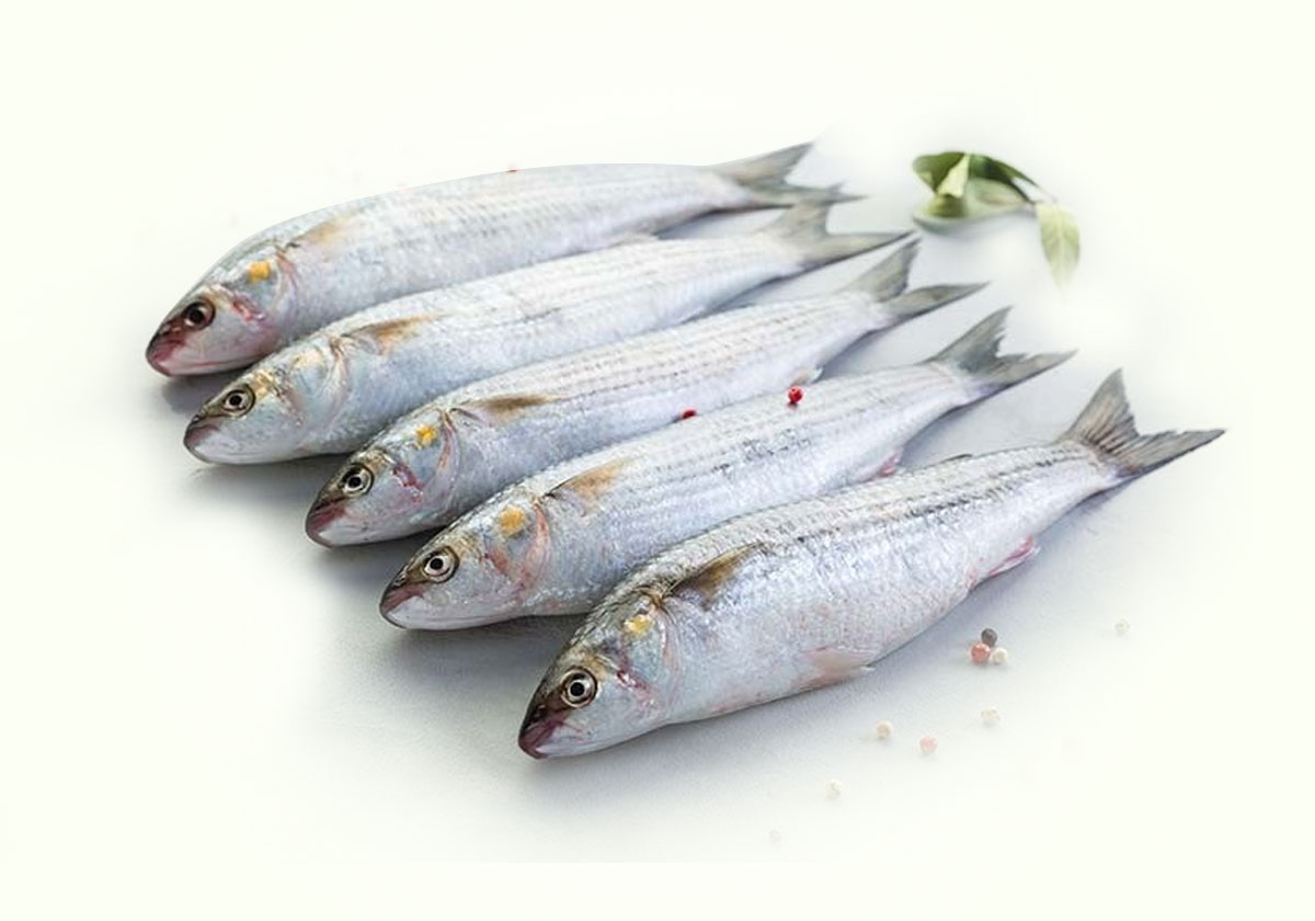 Zagana Fresh Seafood Market Biya 1kg | Lazada PH