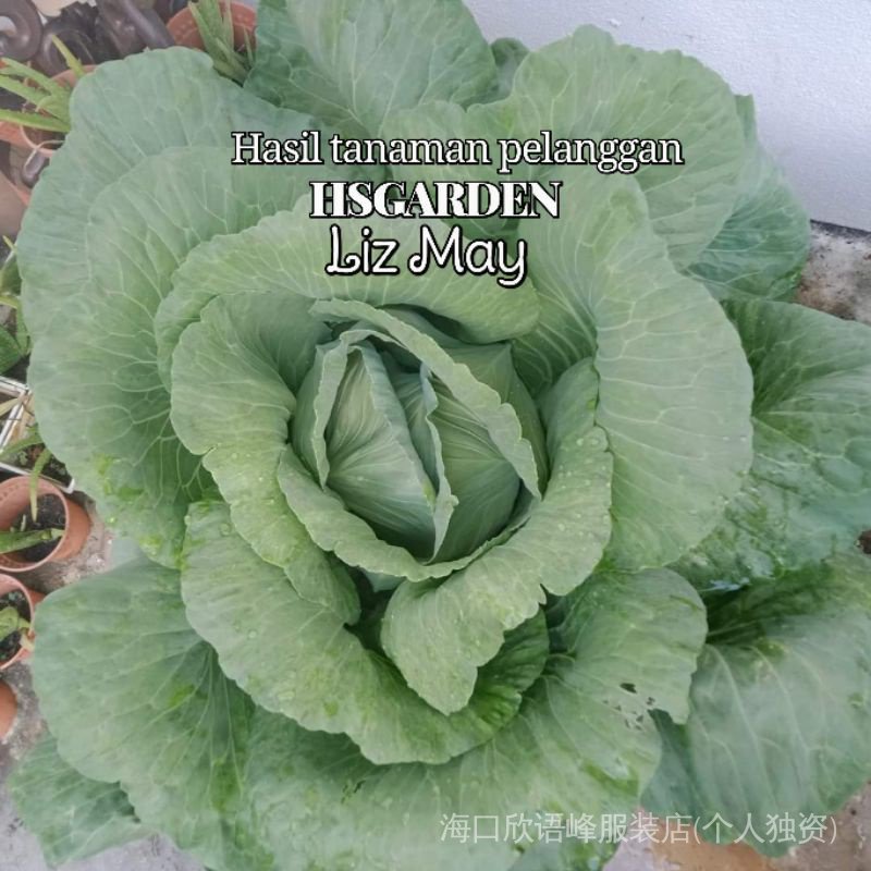 50 Seeds (buy 2 get 1 free) Giant • Giant Tropical Cabbage • F • Kobis ...