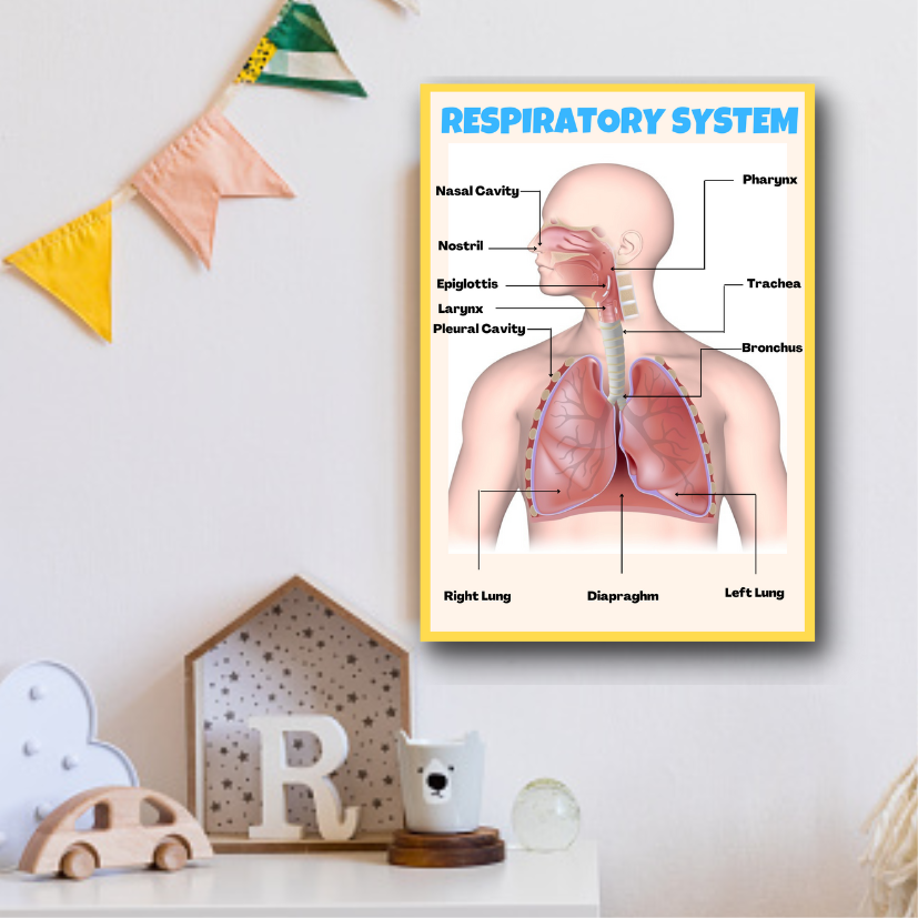 Laminated Human Body Systems, Digestive System, Reproductive System ...