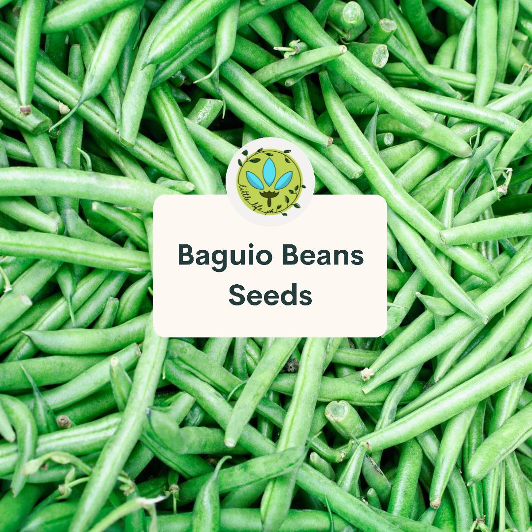 Binhi Pantanim Baguio Beans Gulay Vegetable 7 Seeds for Planting ...