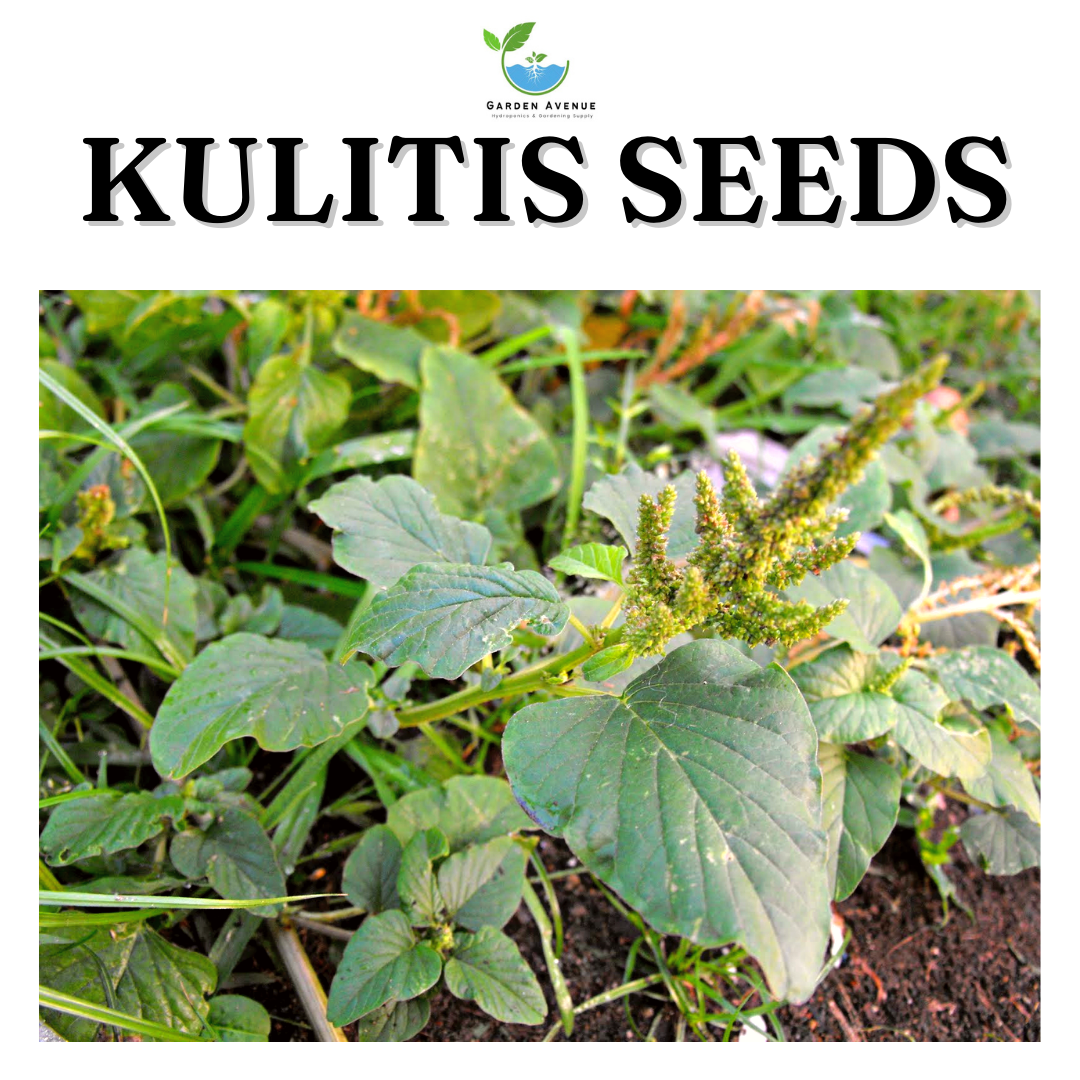SULIT PACK! KULITIS SEEDS/KOLITIS (50PCS SEEDS) - EASY TO GROW/EASY TO ...