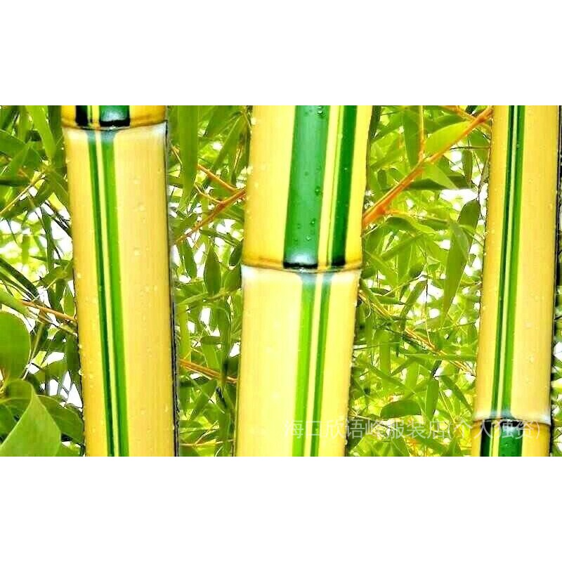 50 Seeds (buy 2 get 1 free) Green Stripe Bamboo Phyllostachys Vivax ...