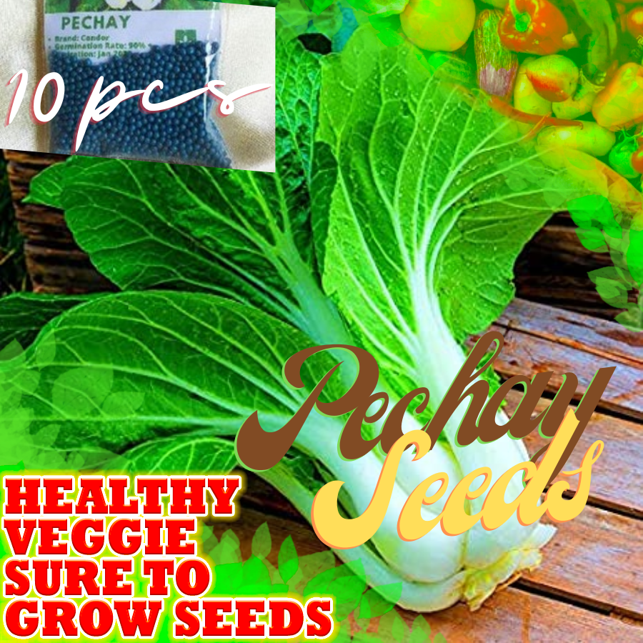 Pechay Seeds (10PCS) VEGETABLE PLANT EASY TO GROW EASY TO PLANT PECHAY ...