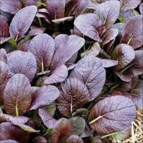 Hybrid Mini Red Pak Choi / Red Bok Choi Seeds (5grams - 1,600 seeds ...
