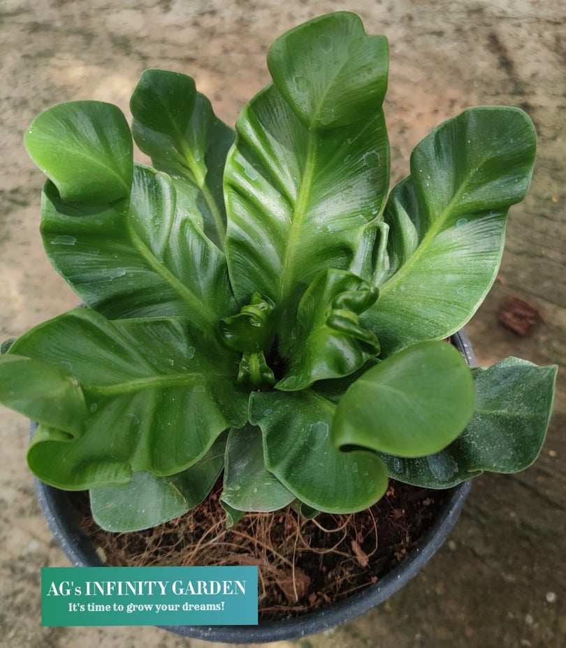 Cobra Fern Plant or "(Asplenium Nidus) Live Plant with FREE plastic pot ...