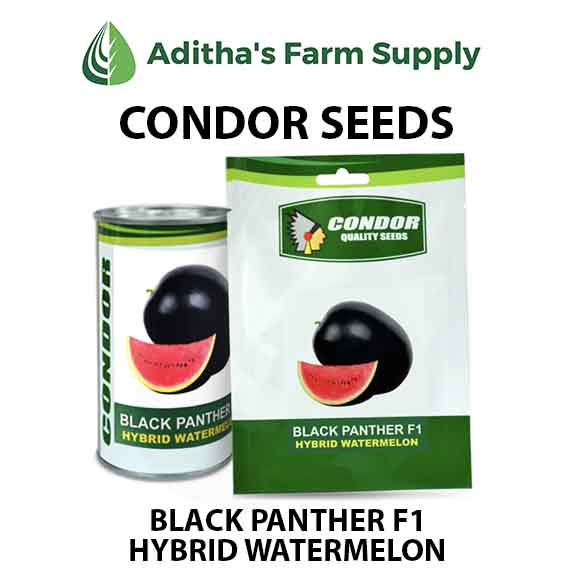 【Aw1FENpD】Condor Seeds: Black Panther F1 (Hybrid Watermelon) | Lazada PH