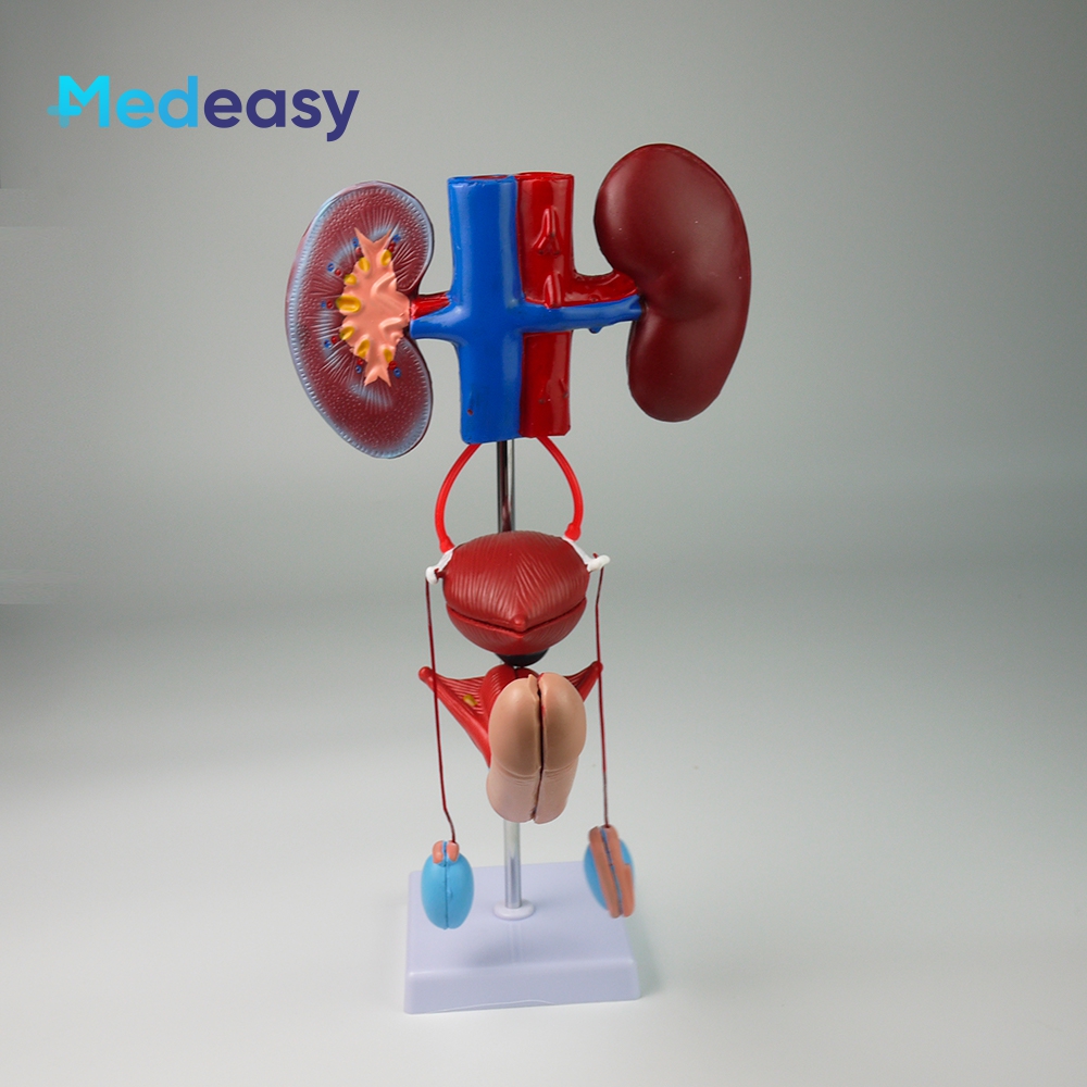 Male genitourinary system model, kidney anatomy mold, bladder and ...