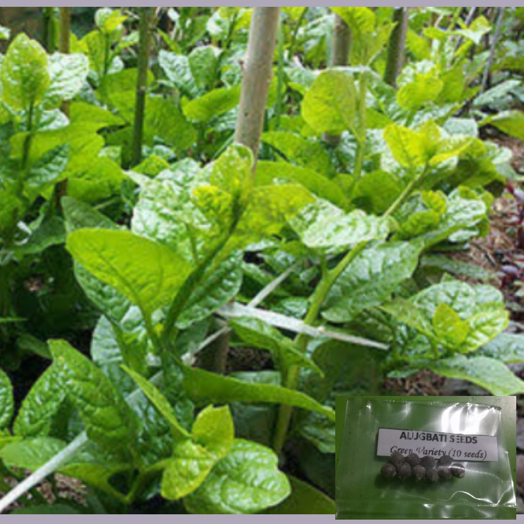 Alugbati Seeds(Green Variety) | Lazada PH