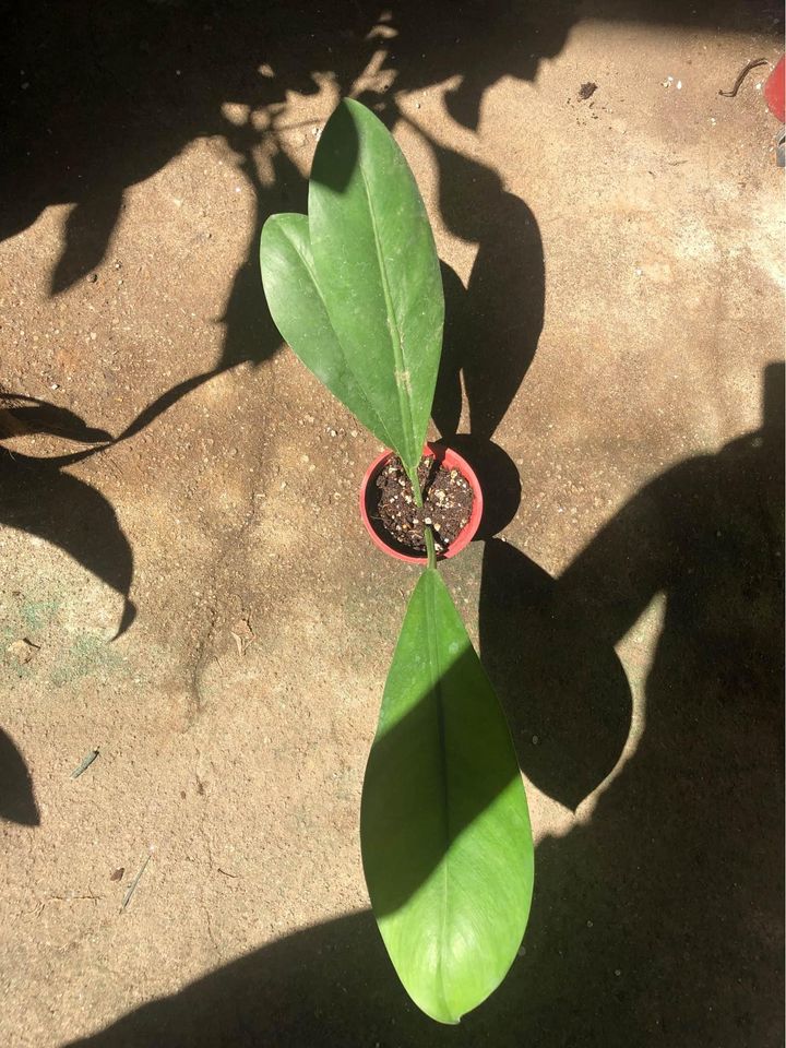 Philodendron linnaei sitting princess live aroid plant large specimen ...