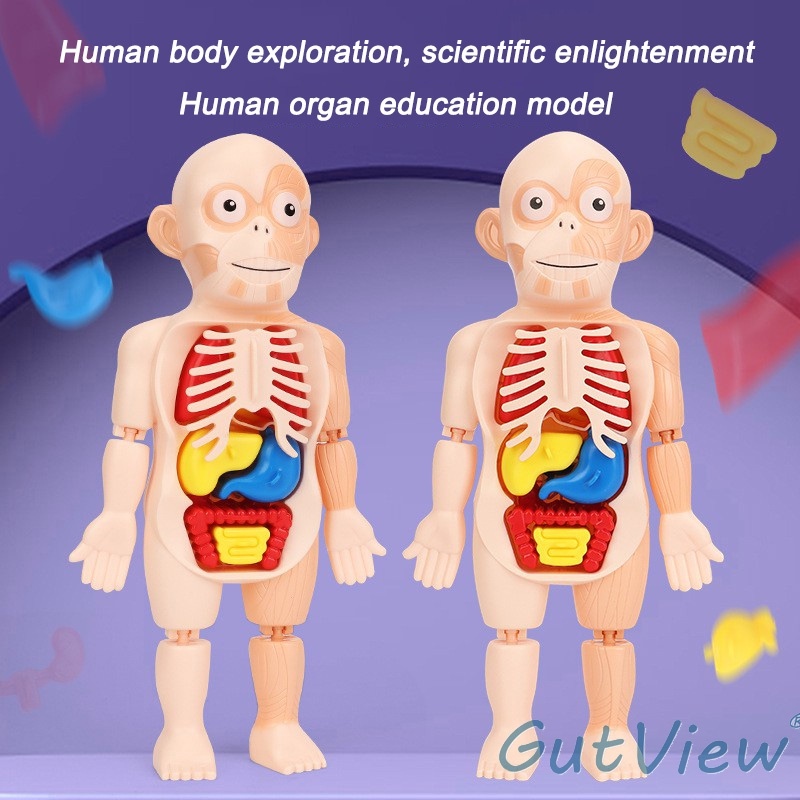 Diantuo Toy .ph Science 3D Puzzle Human Body Organ Model Anatomy ...