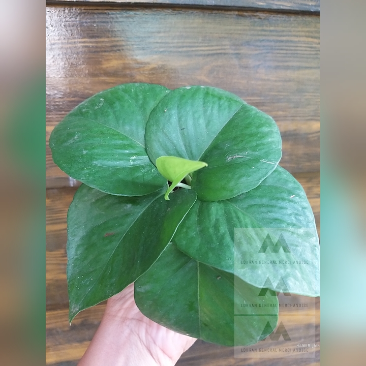 Reverted Marble Queen Pothos | Lazada PH