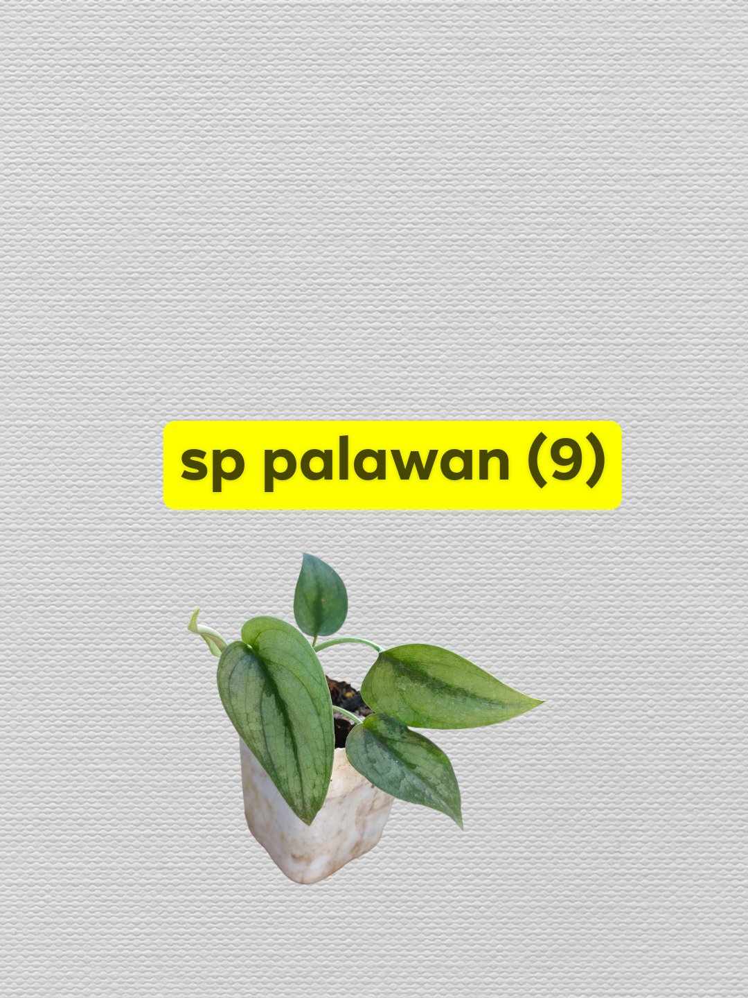 Scindapsus Palawan | Lazada PH