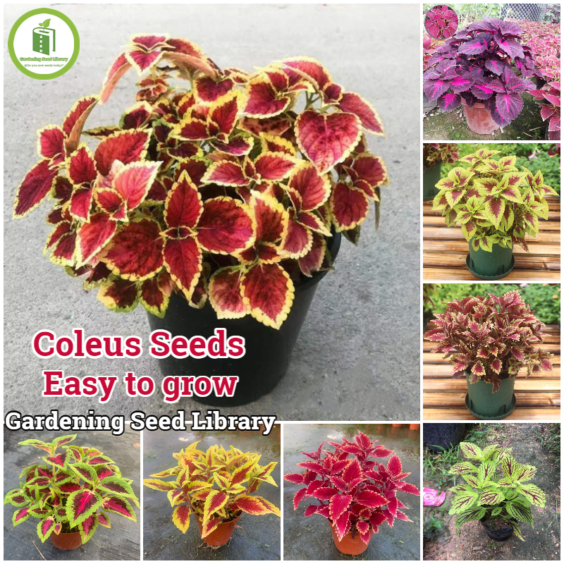 Easy to grow丨100 seeds/pack Coleus Mayana Seeds Varieties (Perilla ...