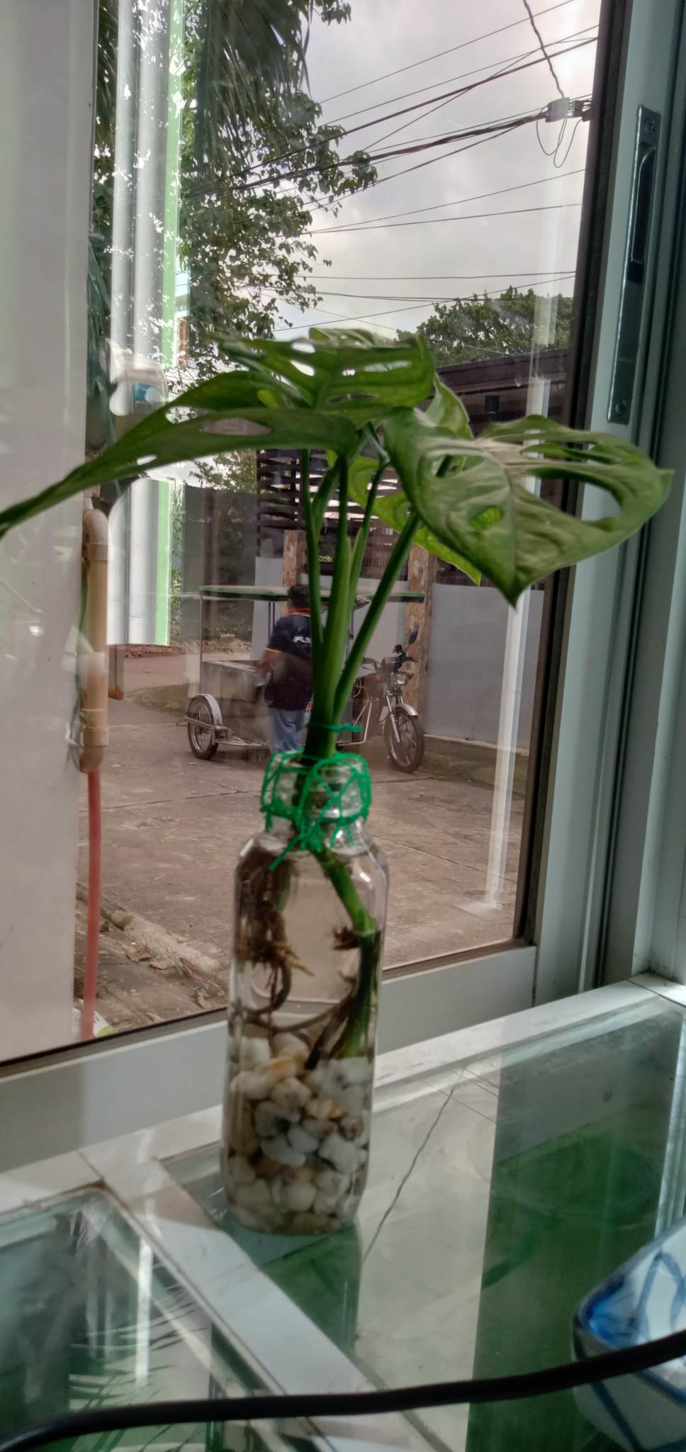 The Gardeners Choice Lucky MONSTERA ADONSINII- 2-4 LEAVES in Clear ...