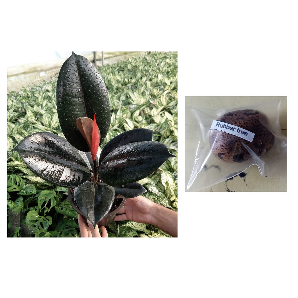 ficus elastica rubber tree black prince plant seed seeds | Lazada PH