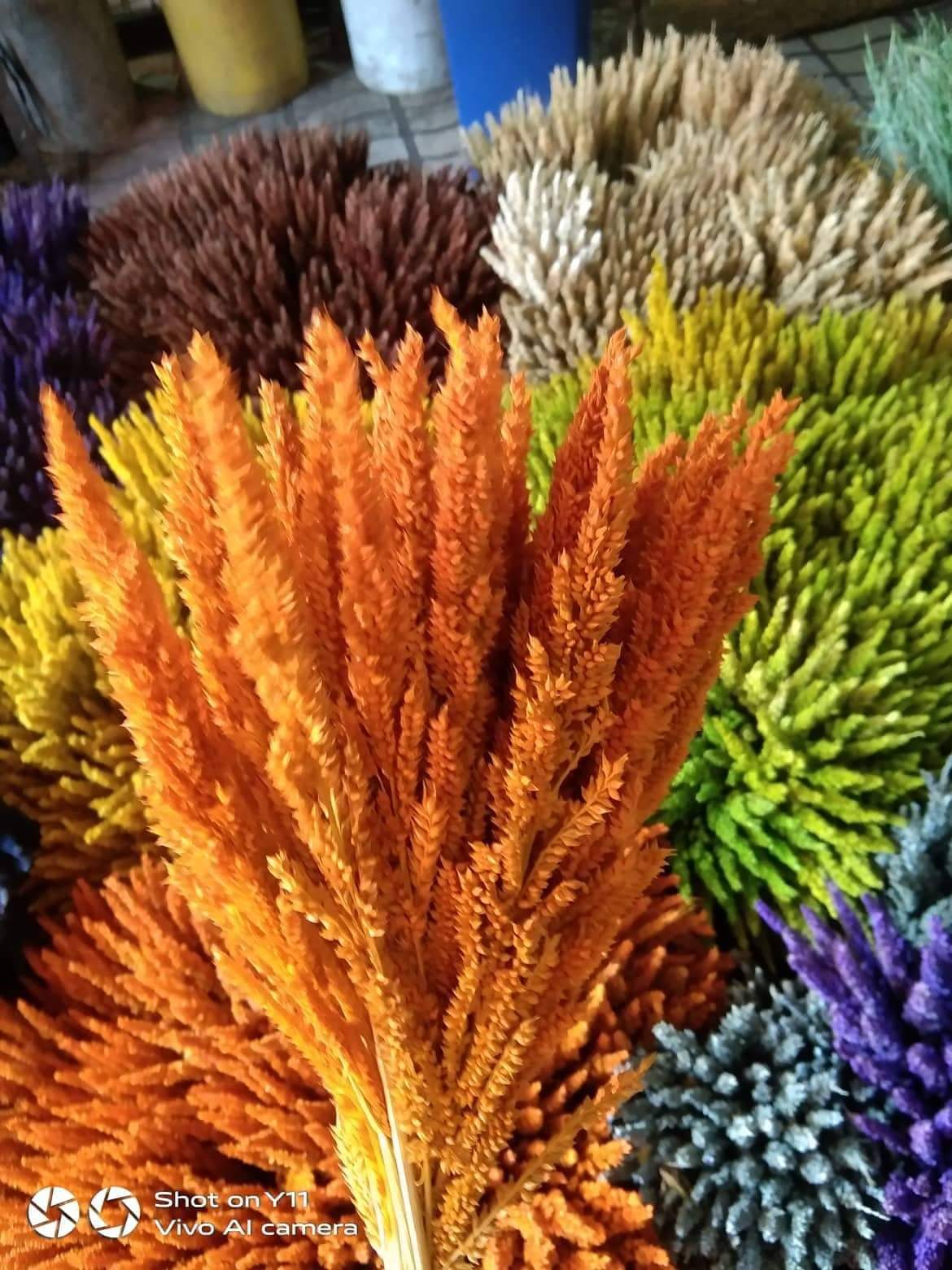 Trigo Grass per bundle ( ₱ 40/ per bundle) | Lazada PH