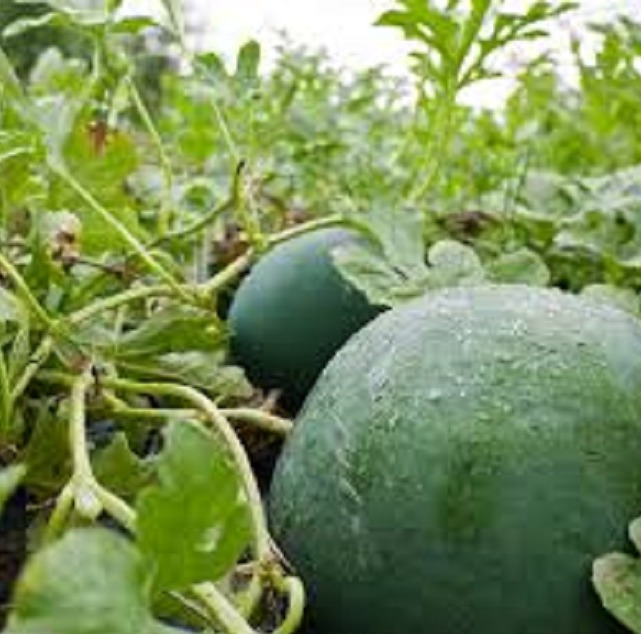 PAKWAN SEED`S (JUMBO SIZE FRUIT) HYBRID | Lazada PH