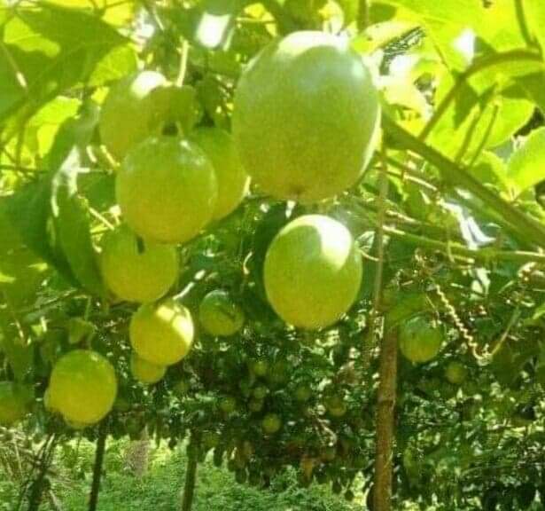 Passion Fruit Seeds 150 pcs.(Yellow) / Mirinda Fruit Seeds/ Maracuya ...