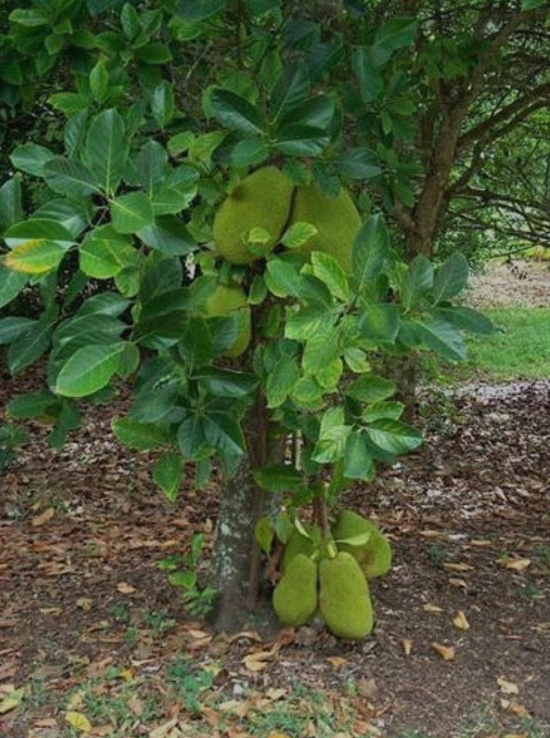 Langka Plant (Tinumbaga Variety) with FREE plastic pot, pebbles and ...