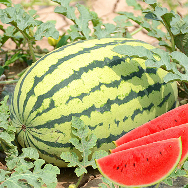 Ministar Seeds Giant Watermelons Seeds Delicious Chinese Fruit ...