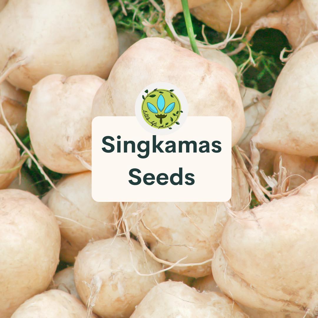 Singkamas Prutas Fruit 10 Seeds Outdoor Plant Sale Easy to Grow | Lazada PH