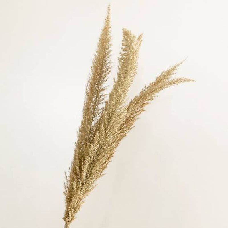 Dried 3 stems Fox Tail Preserved Dried Foxtail Flowers DRIED FLOWER ...
