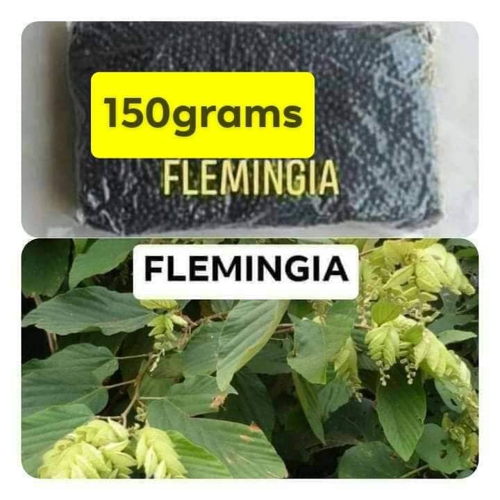FLEMINGIA SEEDS | Lazada PH
