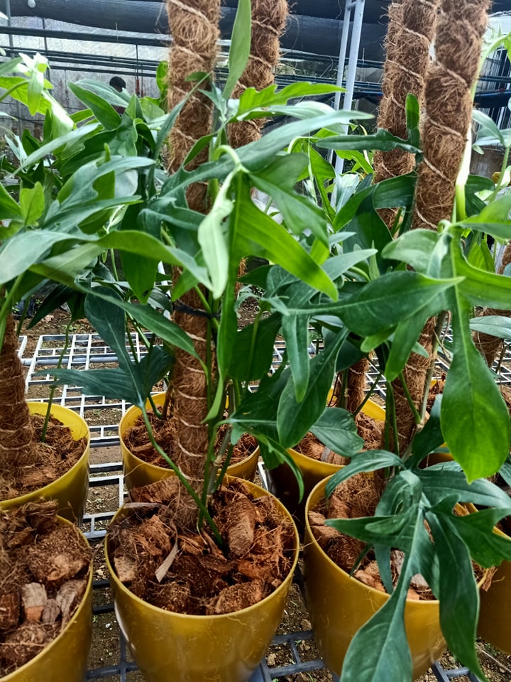 Glands Hand Philodendron | Lazada PH