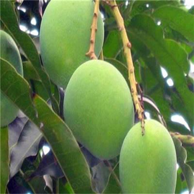 50 Seeds (buy 2 get 1 free) Imported True Mango Plants Very Delicious ...