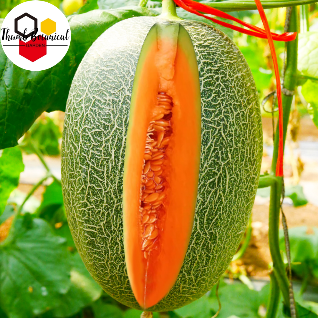 Melon seeds (20seeds) - hami melon seeds | Lazada PH
