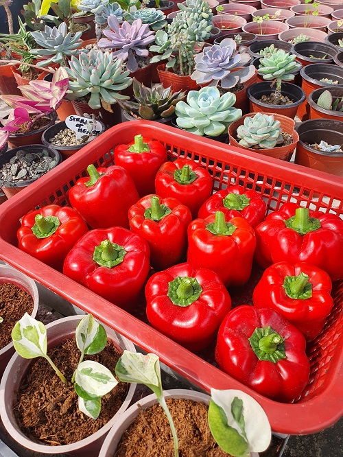 Red Jet F1 RZ - Rijk Zwaan Seeds (Red Capsicum) 100 seeds | Lazada PH