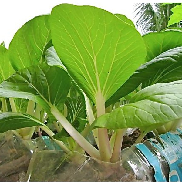 buy one get one free，50 seeds (not plants)10PCS 【NEW】Petchay Seeds ...