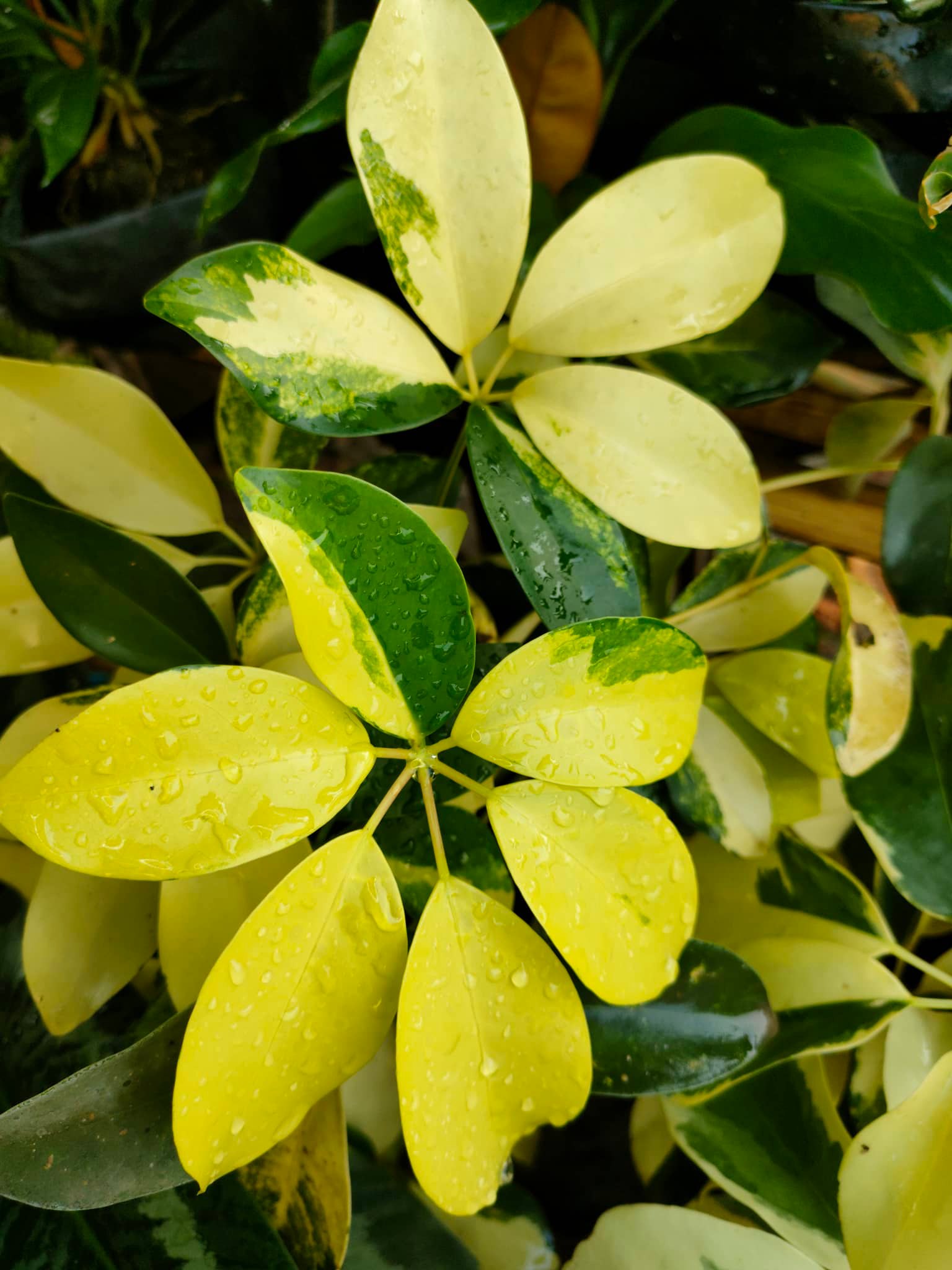 Suplera Variegated Umbrella Tree-Real Plants -Live Plants- Indoor ...