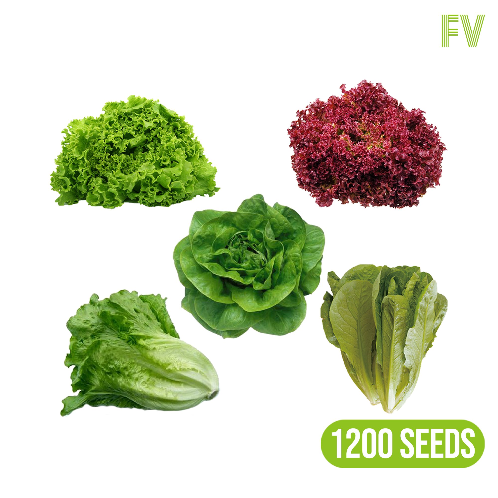 FV Lettuce Seeds 1200 estimated seeds | loose leaf lettuce, curly lettuce, romaine lettuce ...