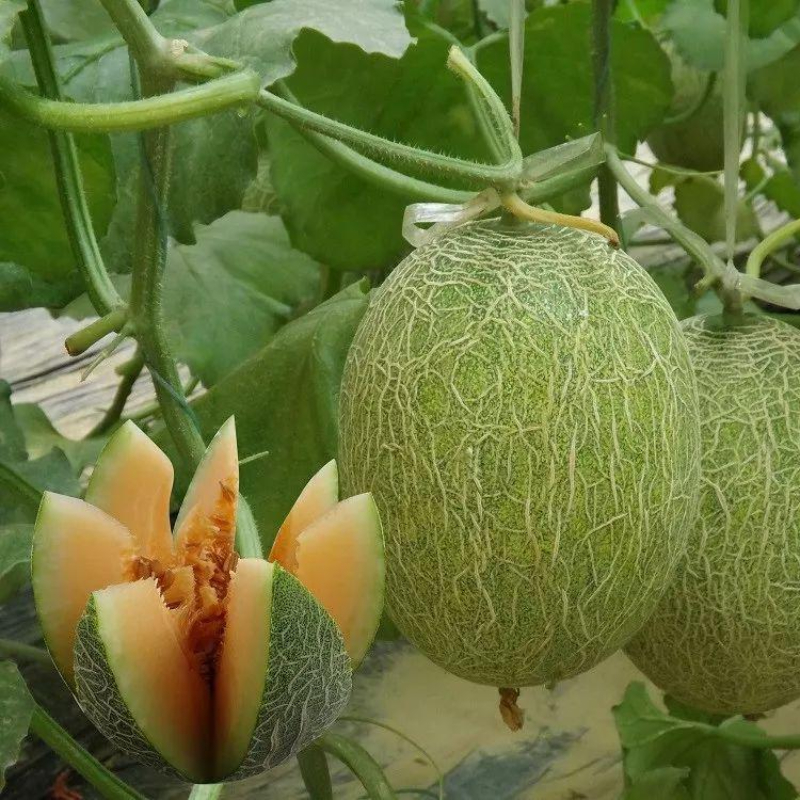 Good Quality Hami Melon Seeds Sweet Cantaloupe Fruit Seeds for Sale ...