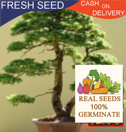 High-Quality "Dwarf Larch Tree K60" 1 Gram Approximately Plant Seeds ...