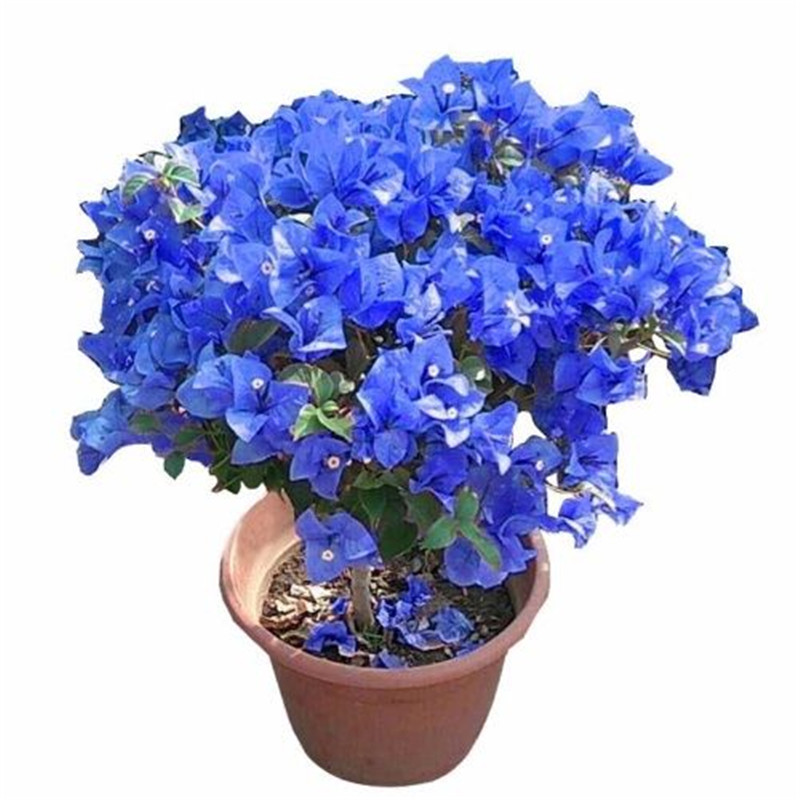 Colorful Dwarf Bougainvillea Flower Seeds For Planting 100 Seeds