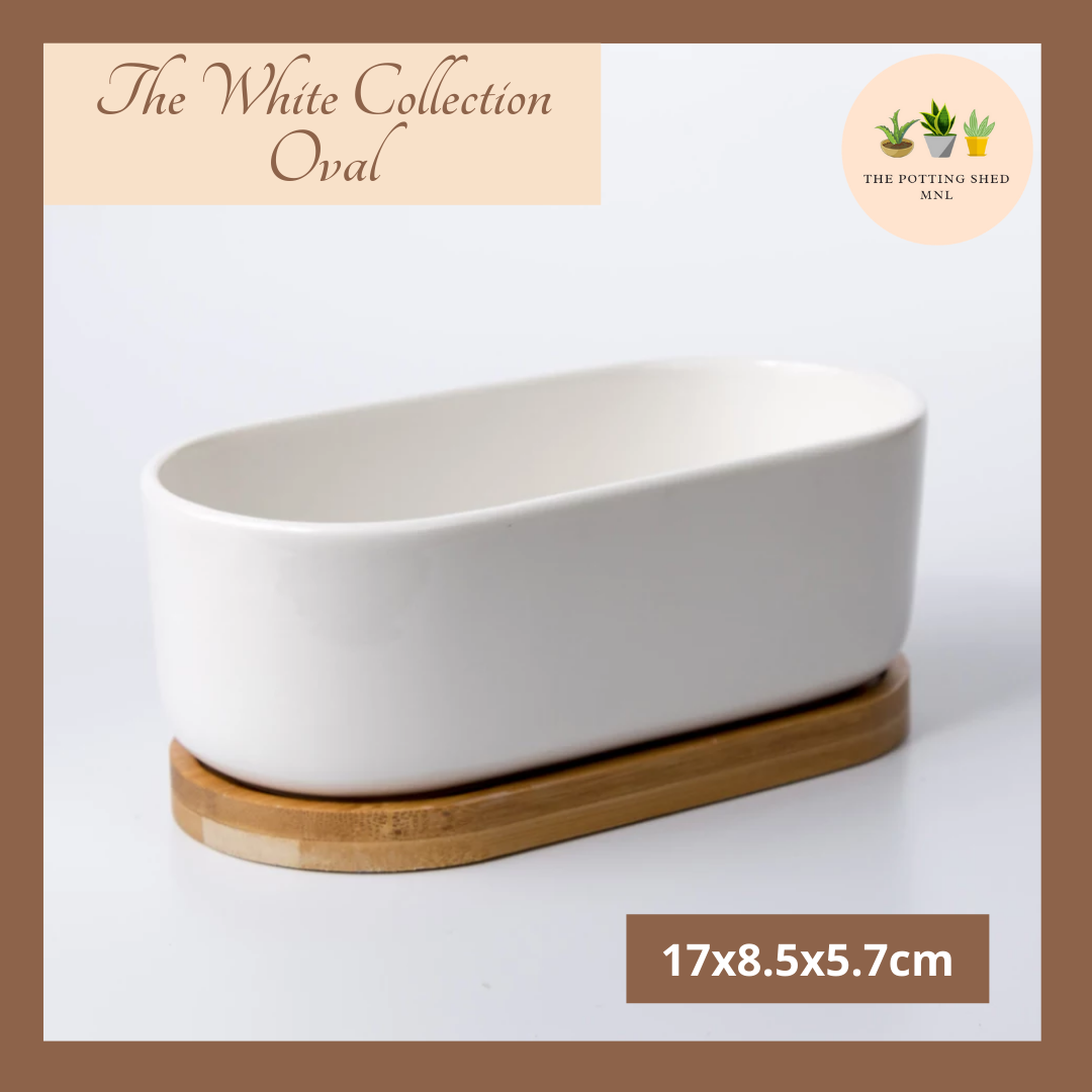 The White Collection Pots (Oval) for Plants and Succulents | Lazada PH