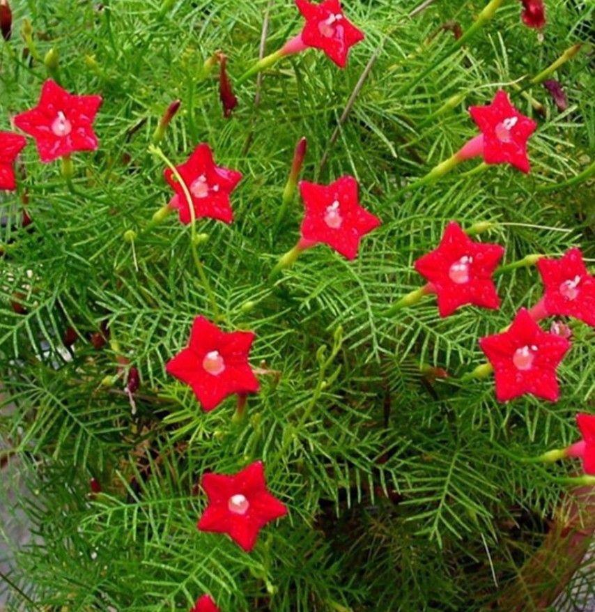 Red Cypress Vine seed | Lazada PH