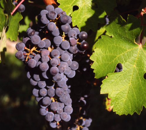 Grape Cuttings Fast SHIPPING Seedless Brazilian Hybrid Black Ribier ...