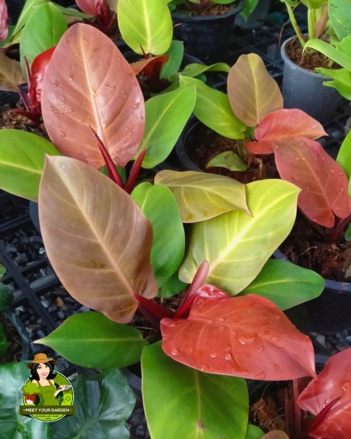 Philodendron Cherry Red with FREE white plastic pot, pebbles and garden ...