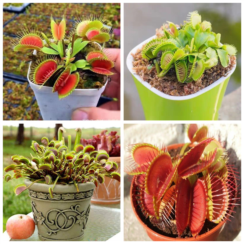 Venus Flytrap Plant Seed for Sale 捕蝇草 Bunface Potato Carnivorous Plants ...