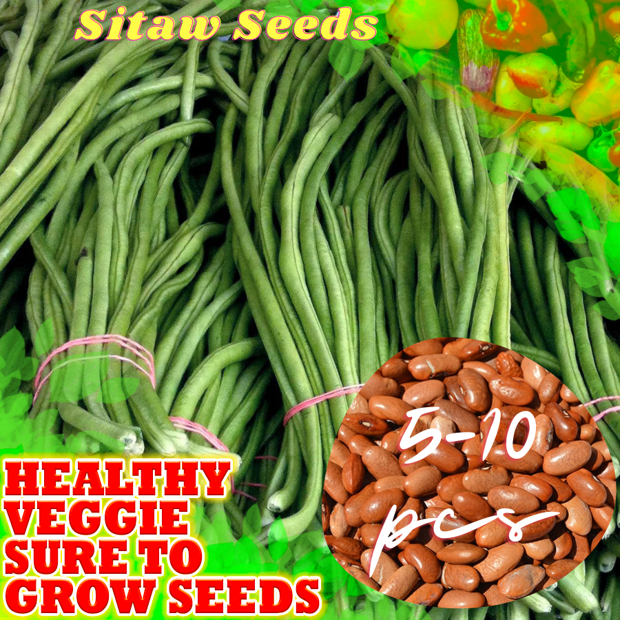 Sitaw Seeds for Planting Vegetable Plants (5-10 Seed) [Green House ...
