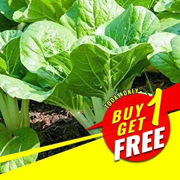 Buy Three Get Five (Not Plants)Petchay Seeds - Pavito Pechay Seeds ...