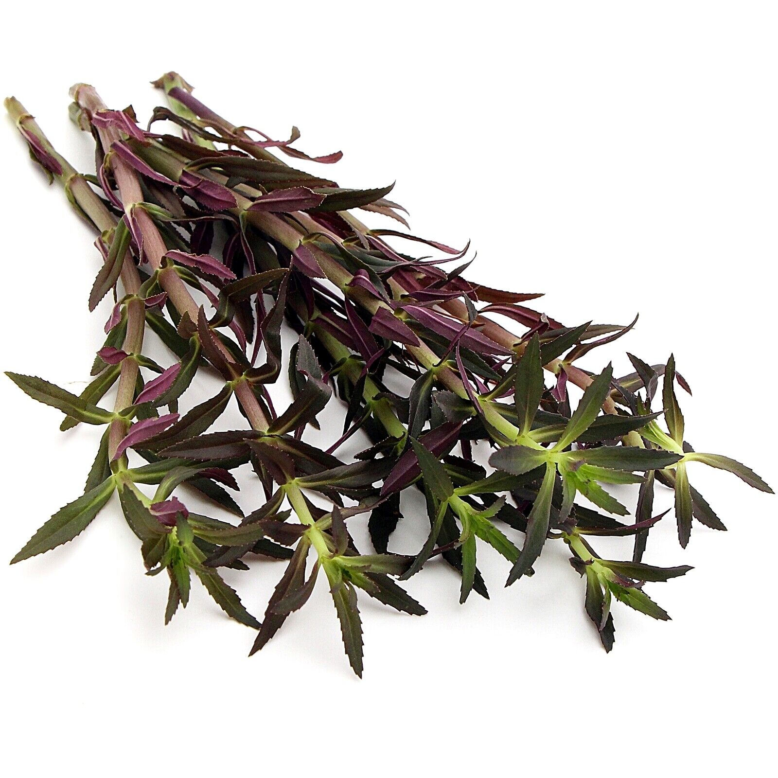 Limnophila Aromatica Emersed