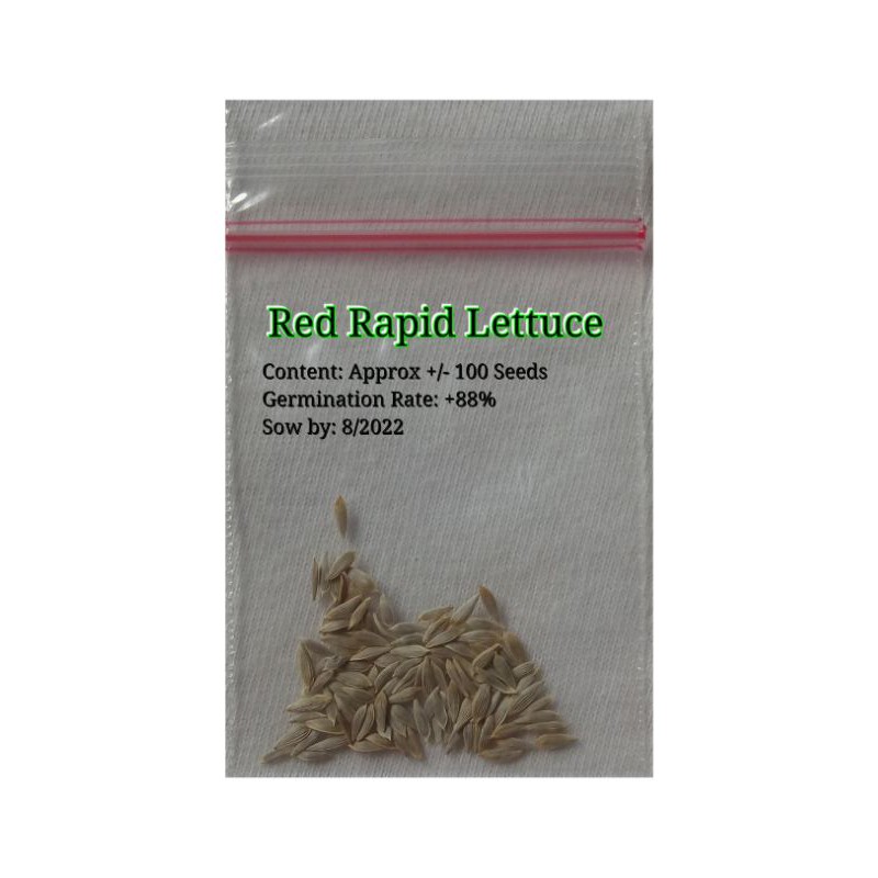 Red Rapid Lettuce 100 Seeds | Lazada PH