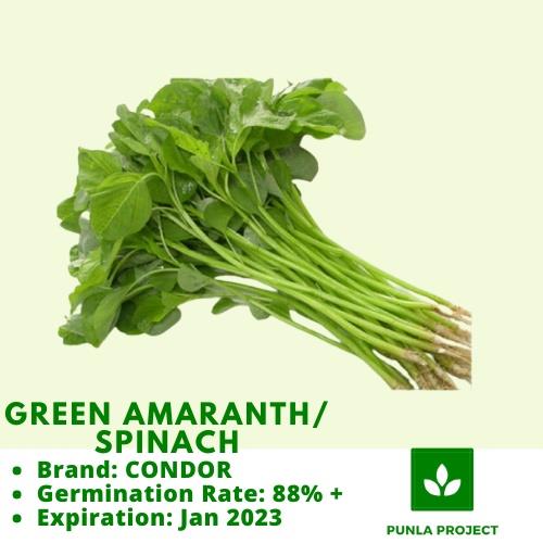 Spinach Green Amaranth Condor (500seeds) leafy vegetables | Lazada PH