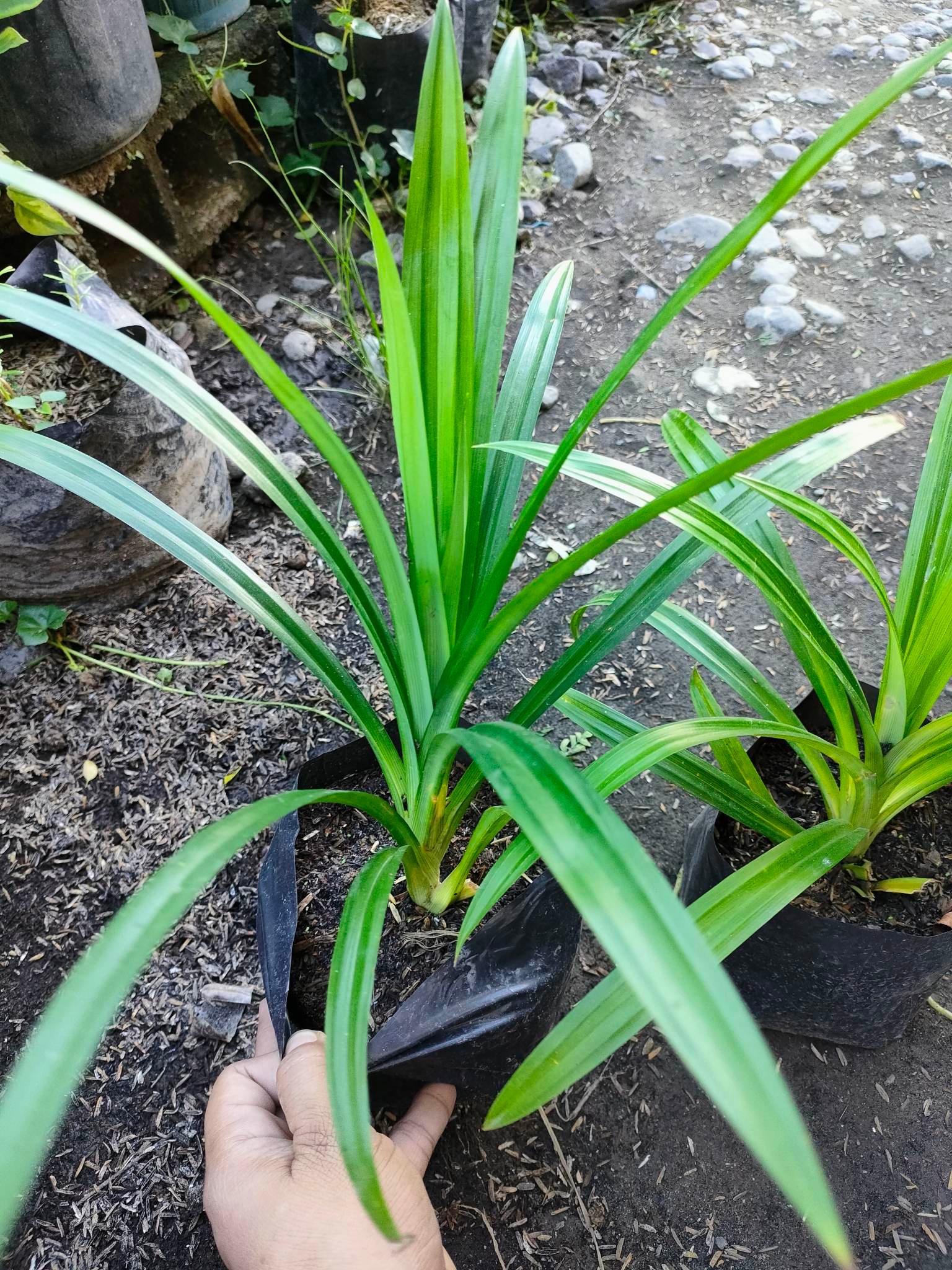 Pandan Aromatic Leaves Plant - Real or Live plant - with seedling bag ...